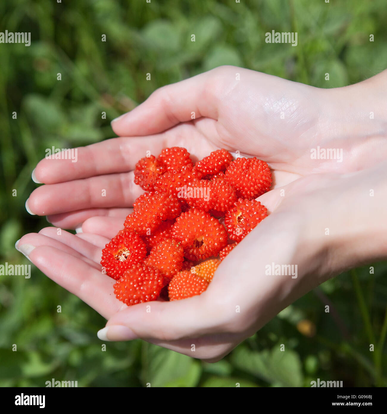 Ripe berry of a raspberry (Rubus) on a branch Stock Photo - Alamy