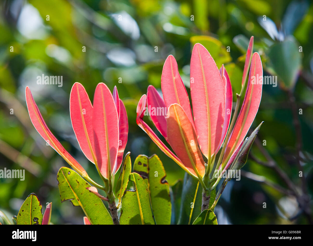 tropical tree with leaves, red on the ends of bran Stock Photo - Alamy