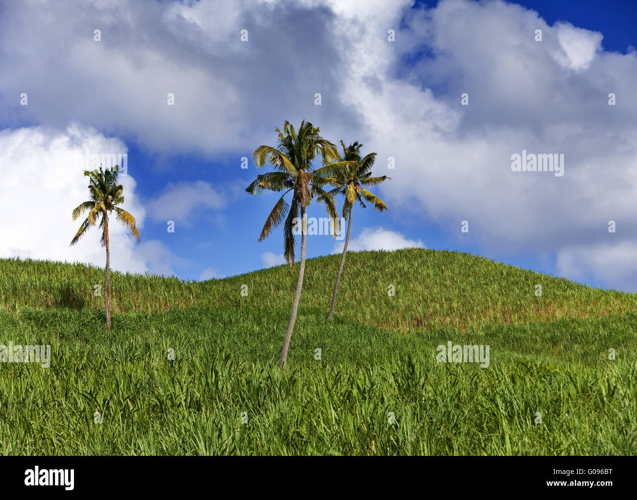 Palm trees on green hills and the blue sky with cl Stock Photo - Alamy