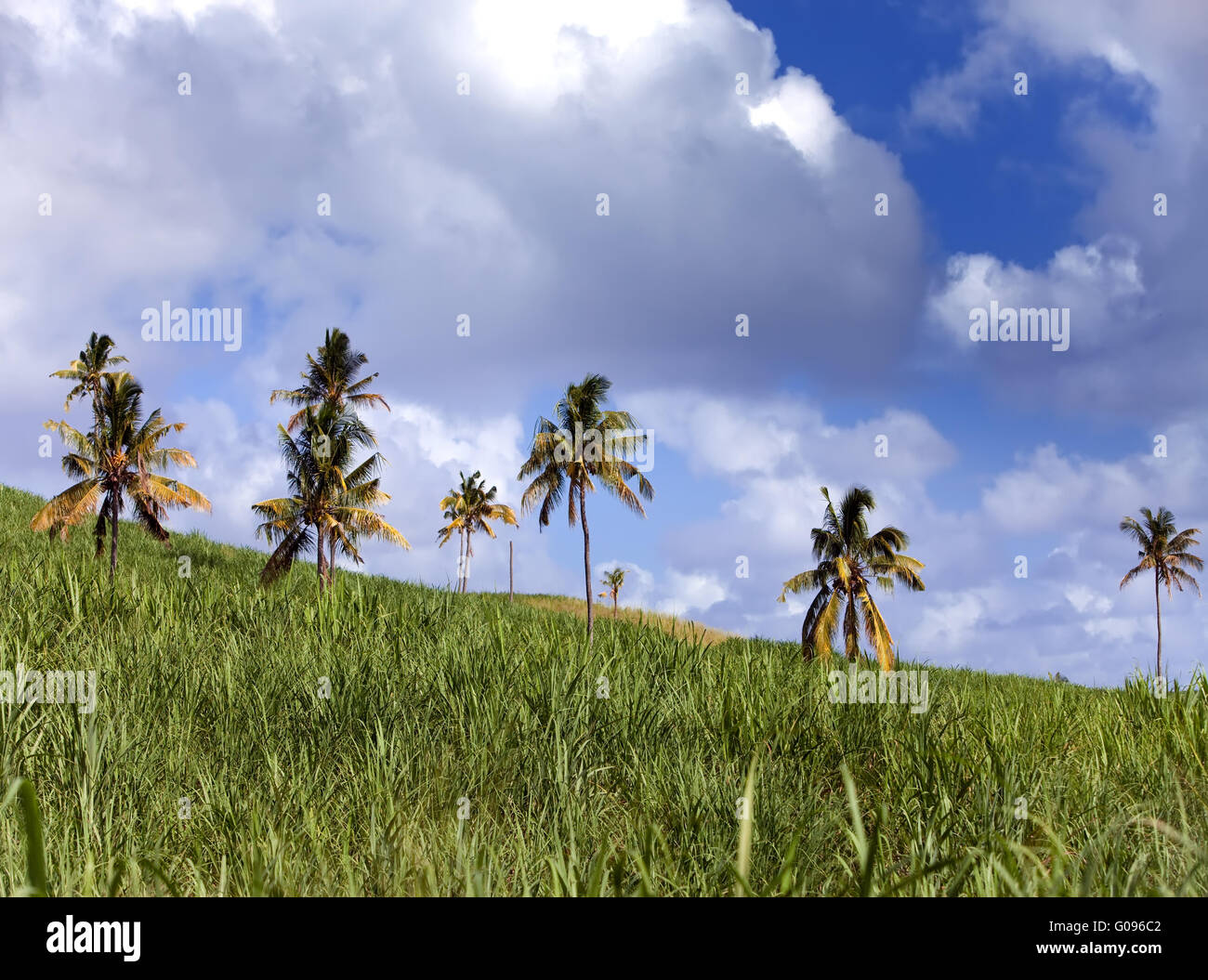 Palm trees on green hills and the blue sky with cl Stock Photo - Alamy