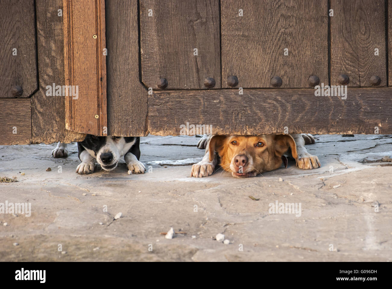 Two dogs looking under wooden garden gate Stock Photo - Alamy