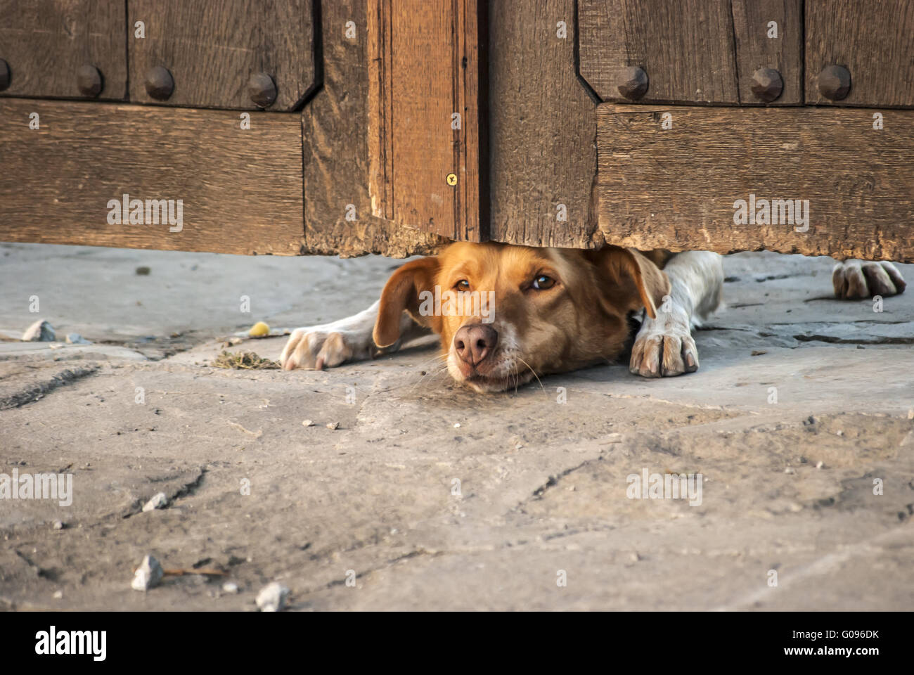 Dog under gate hi-res stock photography and images - Alamy