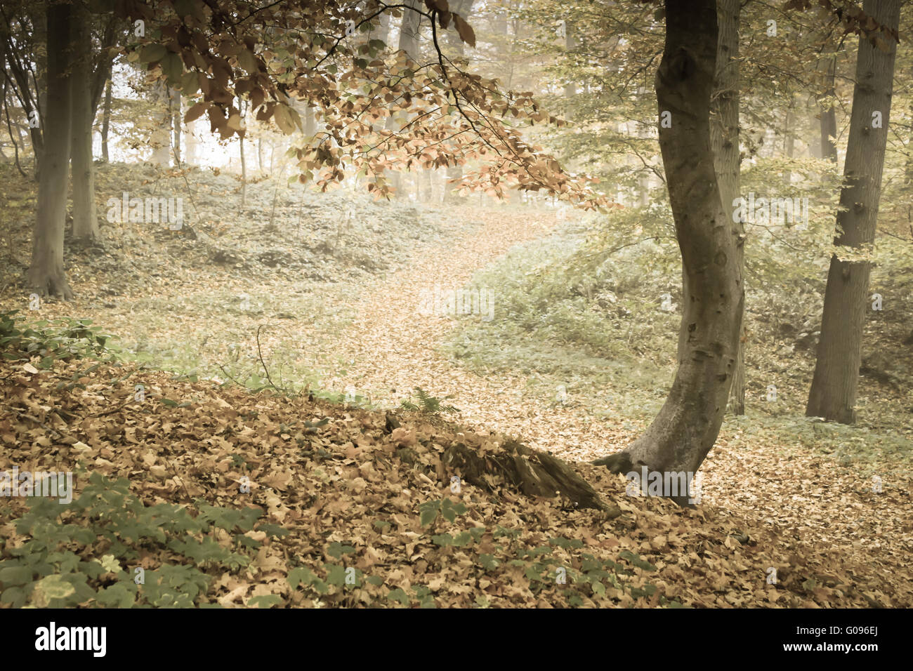 Forest path with fallen leaves Stock Photo - Alamy