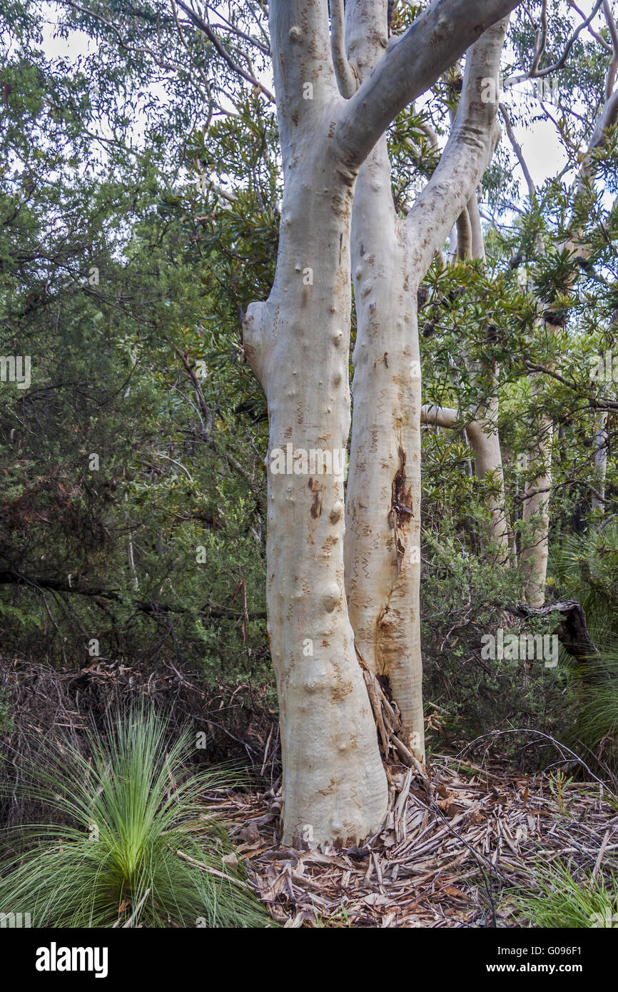 Ghost Gum Tree (Corymbia aparrerinja) Queensland A Stock Photo - Alamy