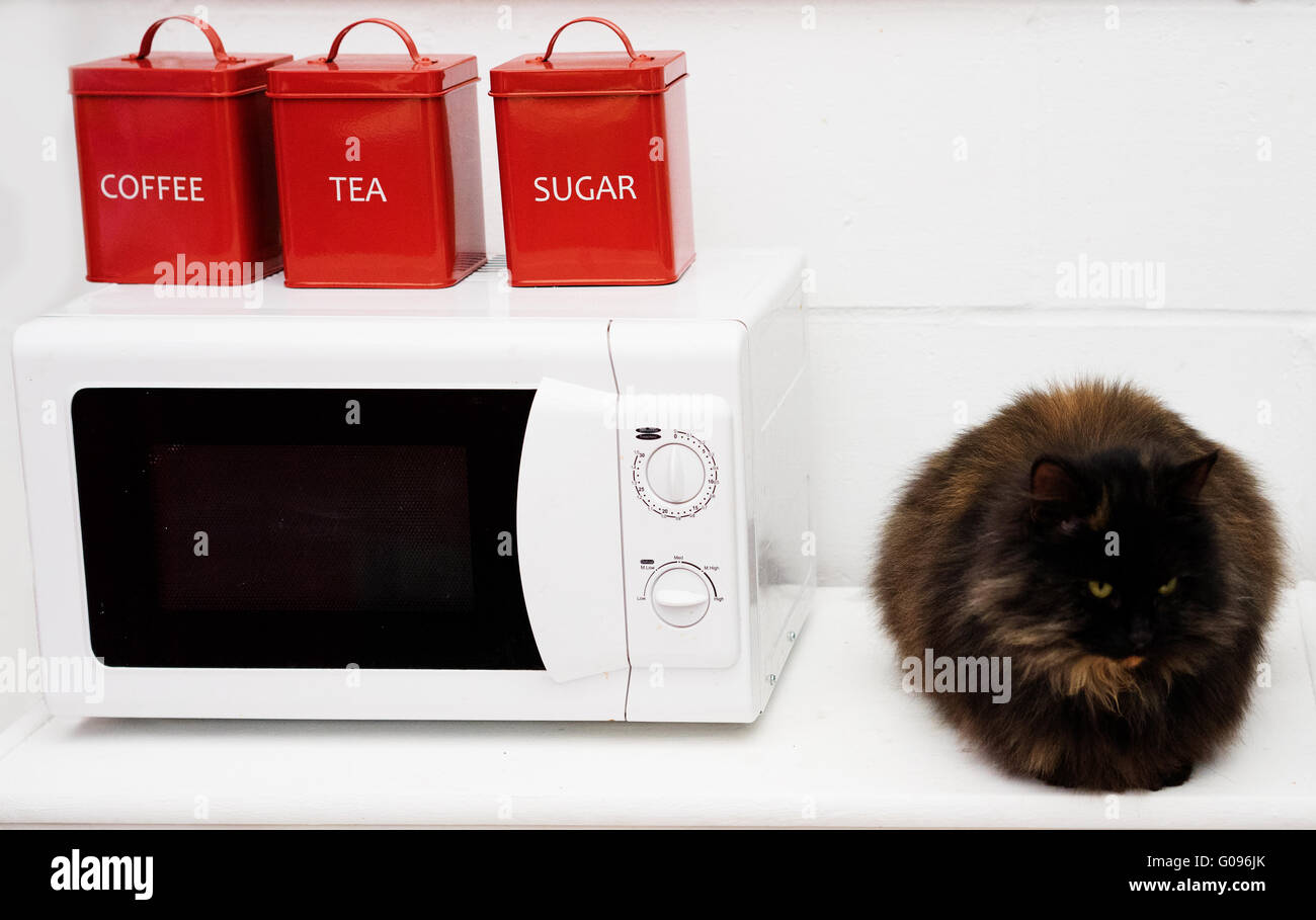 Cat on kitchen counter hi-res stock photography and images - Alamy
