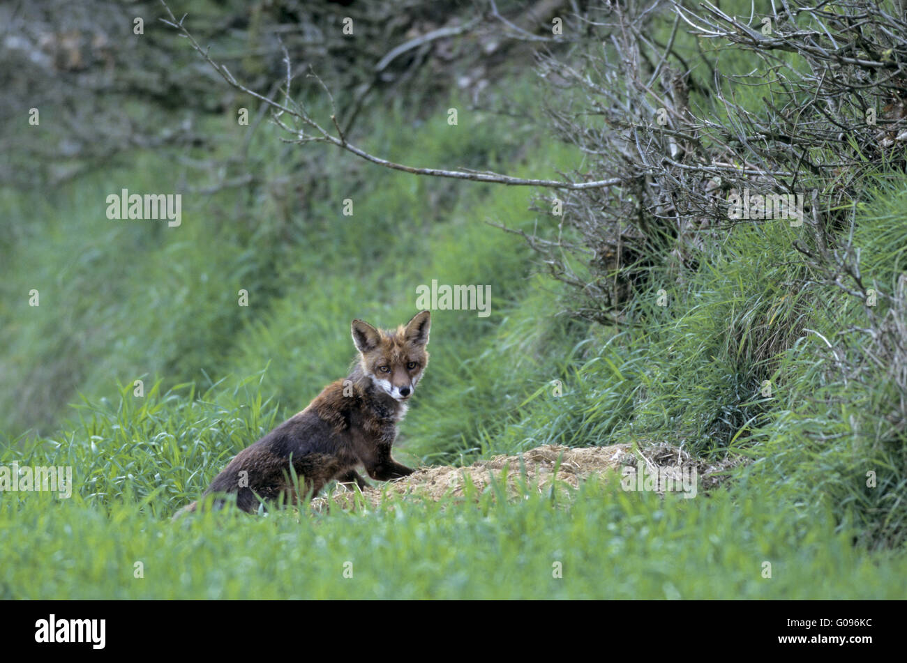 Fox´s burrow hi-res stock photography and images - Alamy