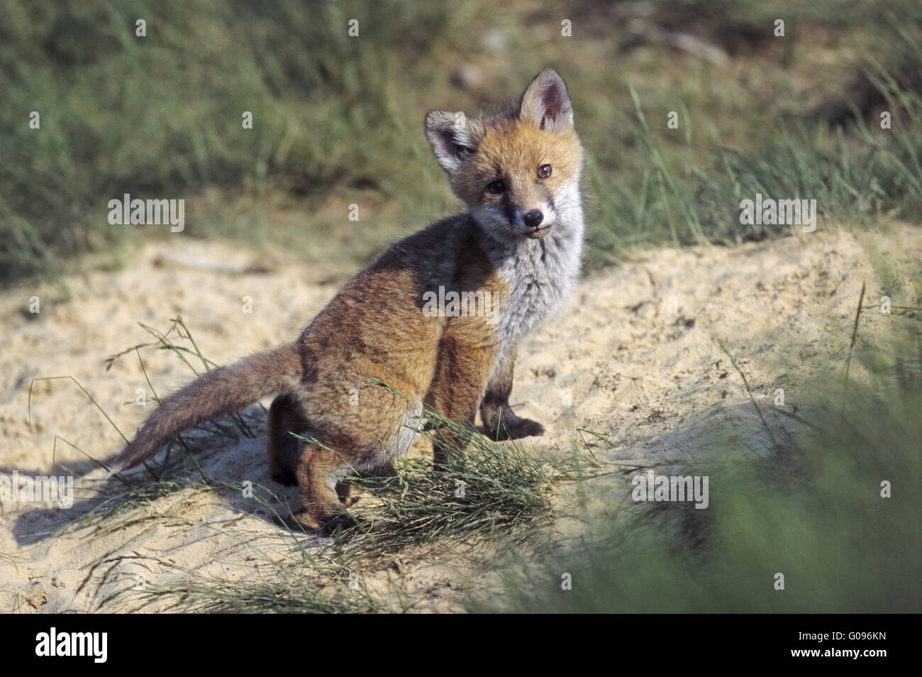 Red Fox kit standing in front of the foxs den Stock Photo - Alamy