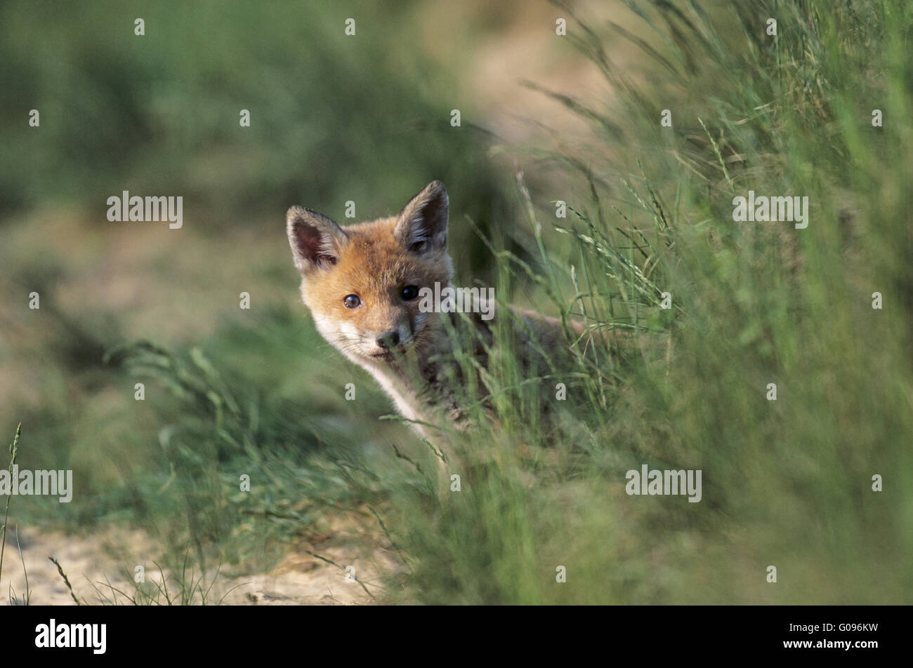 Foxs den hi-res stock photography and images - Alamy