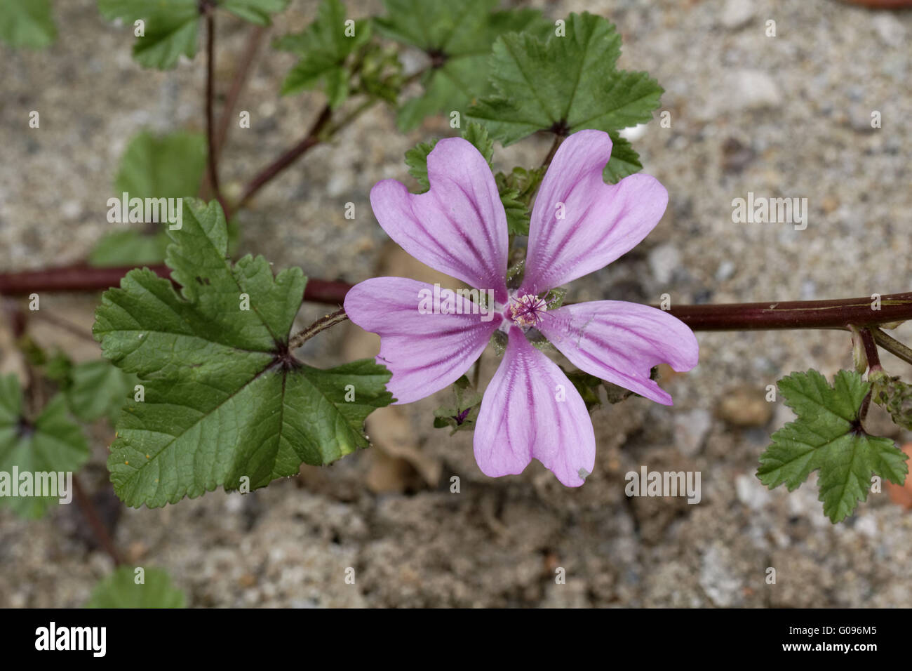 Malva sylvestris, Common Mallow, Cheese Mallow Stock Photo - Alamy