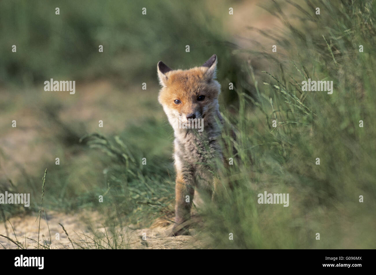 Animal Den Animals Animal Burrows Burrow Canoidea High Resolution Stock ...