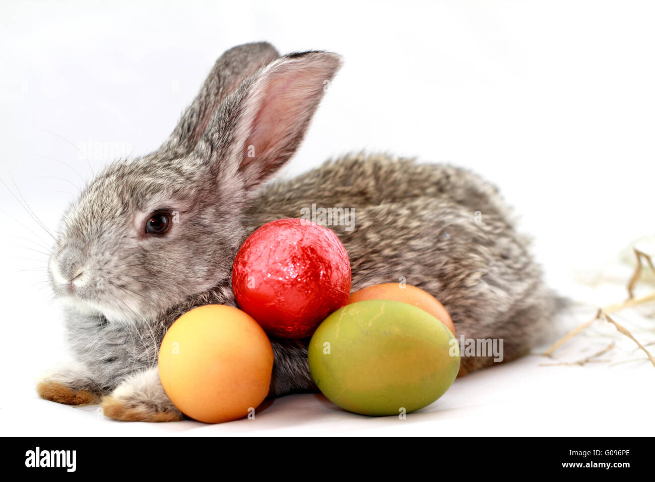 Cute gray rabbit with Easter eggs isolated on white Stock Photo - Alamy