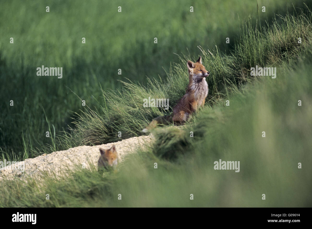 Fox´s burrow hi-res stock photography and images - Alamy