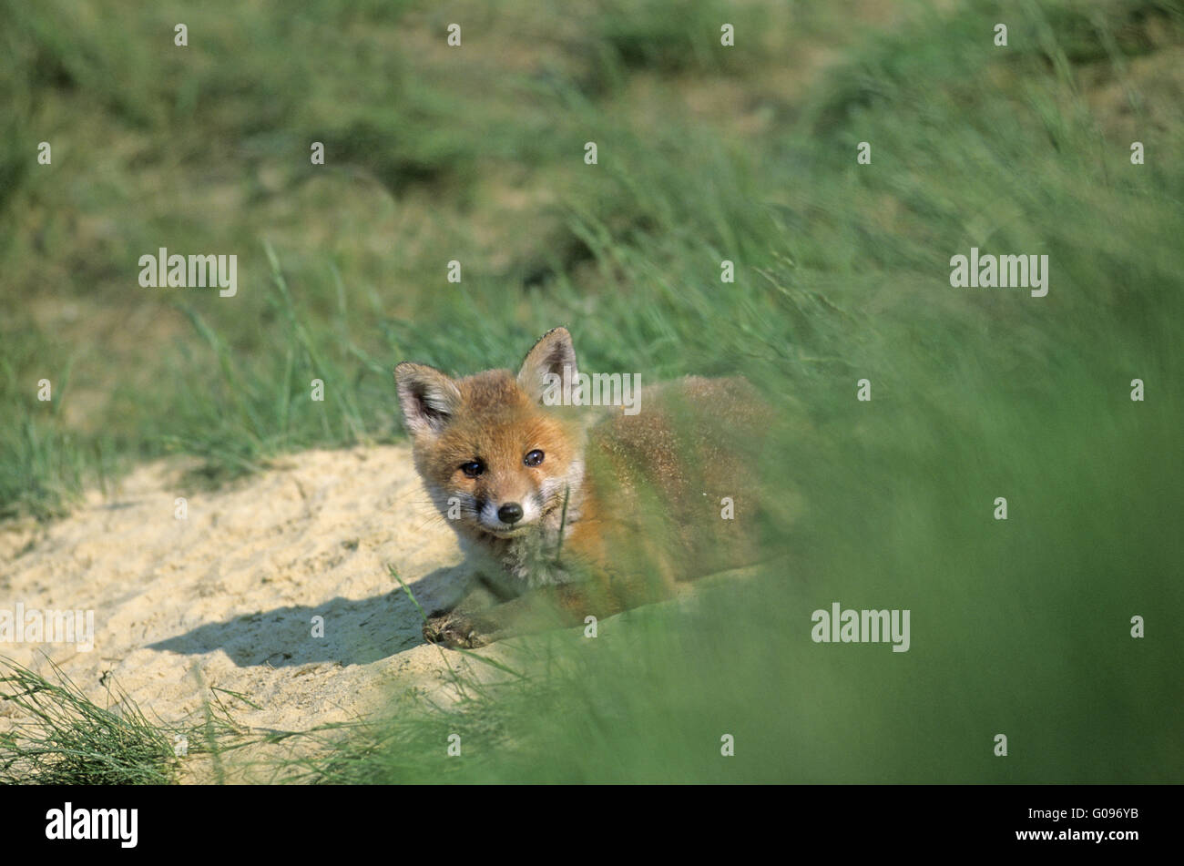 Red Fox kit lying relaxed in front of the foxs den Stock Photo - Alamy