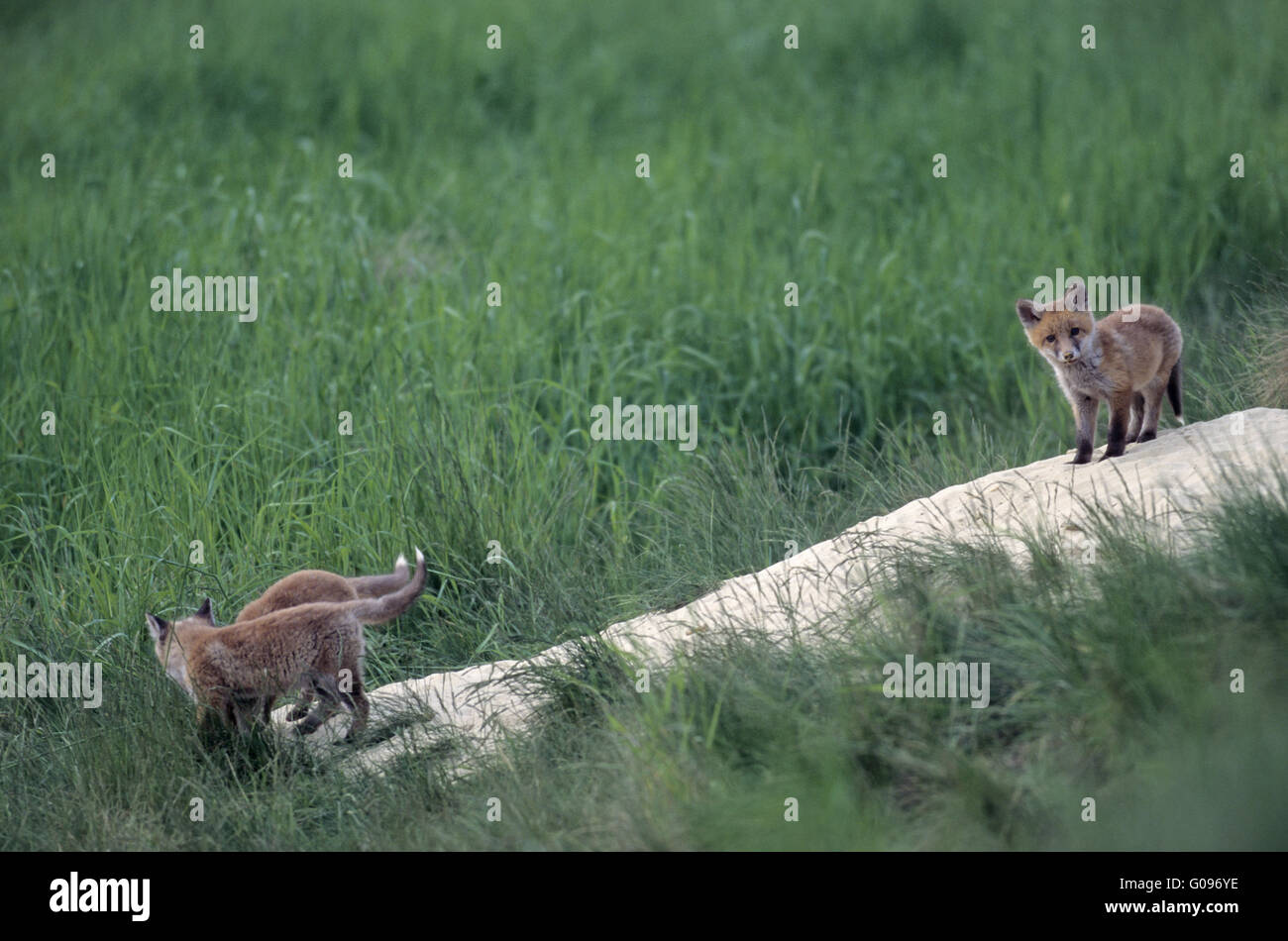 Baby red foxes playing hi-res stock photography and images - Alamy