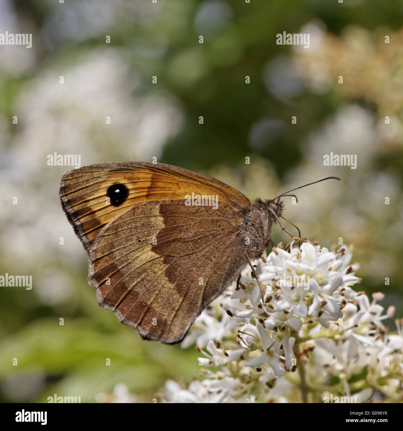 Maniola jurtina, Meadow Brown butterfly (female Stock Photo - Alamy