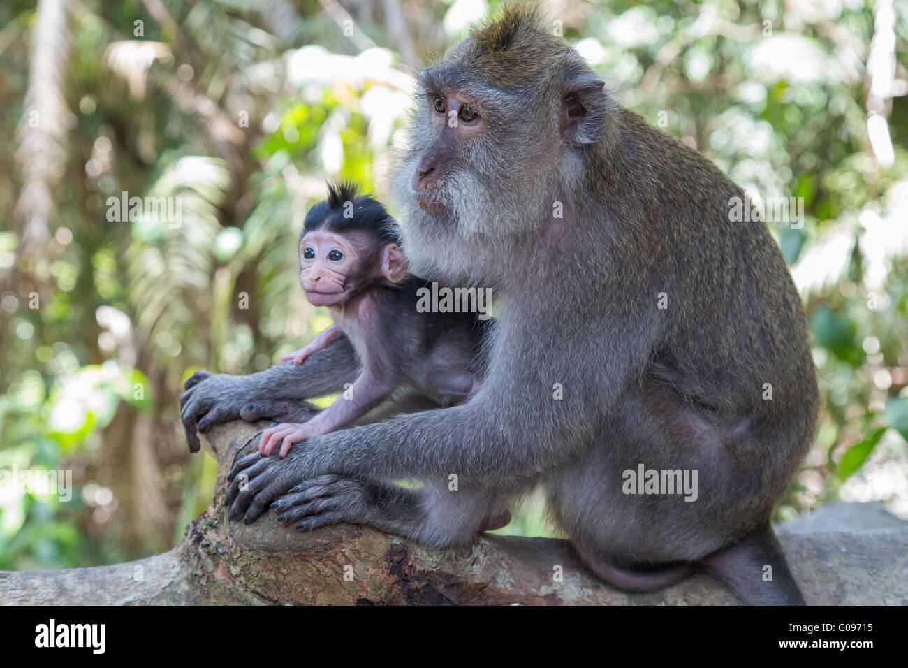 Mother and baby monkey in Ubud Sacred Monkey Forest on Bali Stock Photo ...