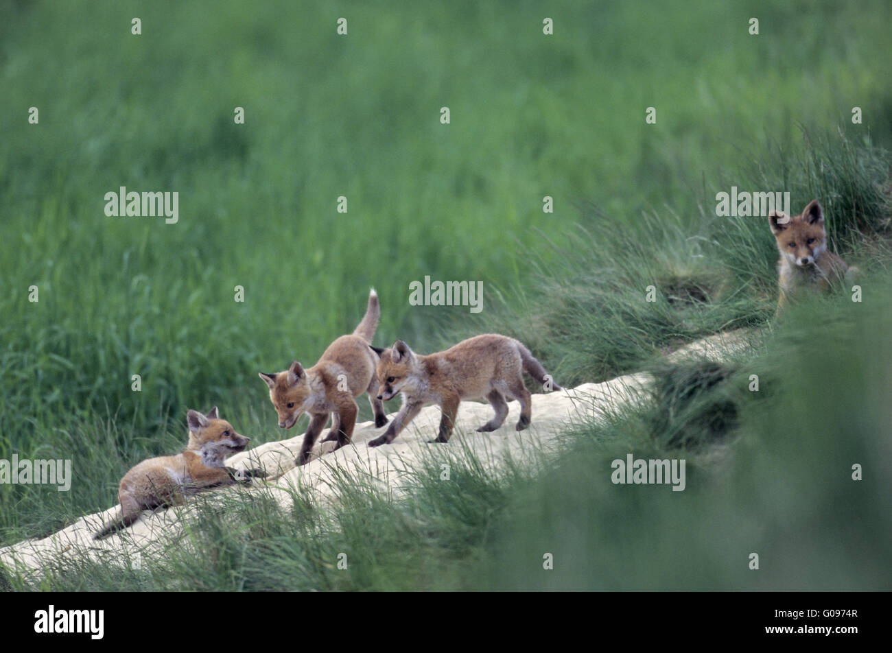 Foxs den hi-res stock photography and images - Alamy
