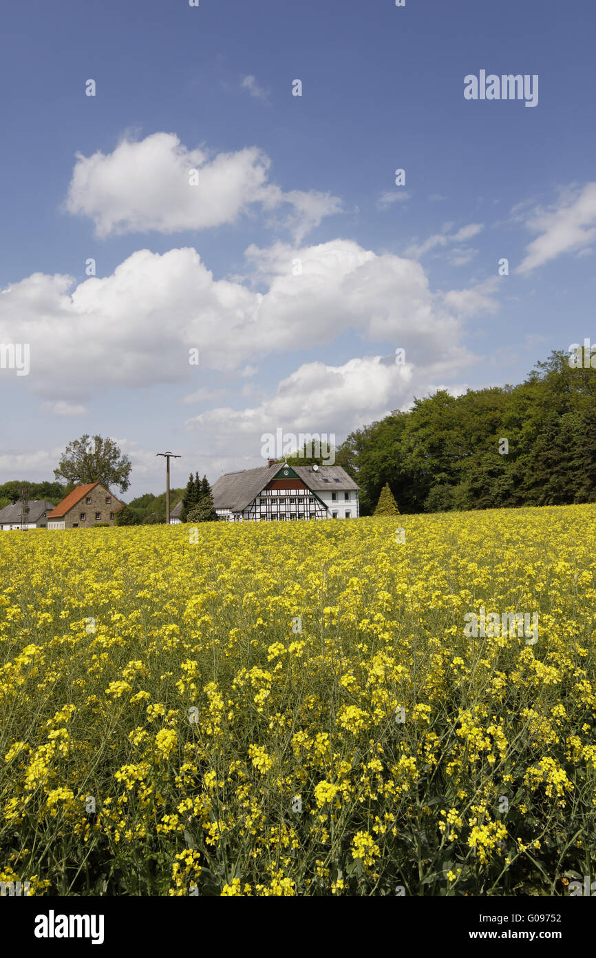 Farm in May with rape field, Lower Saxony, Germany Stock Photo - Alamy