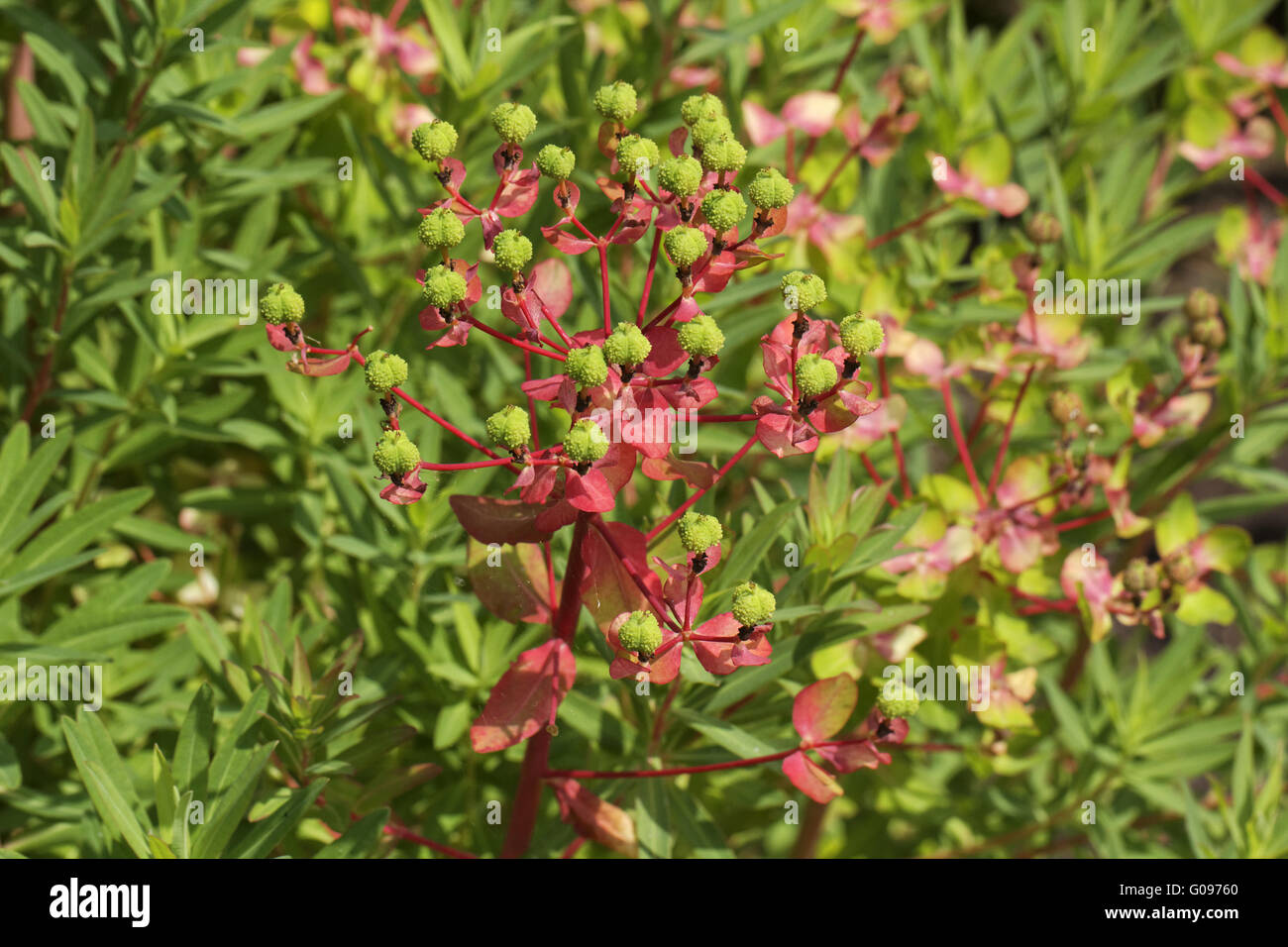 Euphorbia palustris, Marsh spurge, Marsh euphorbia Stock Photo - Alamy