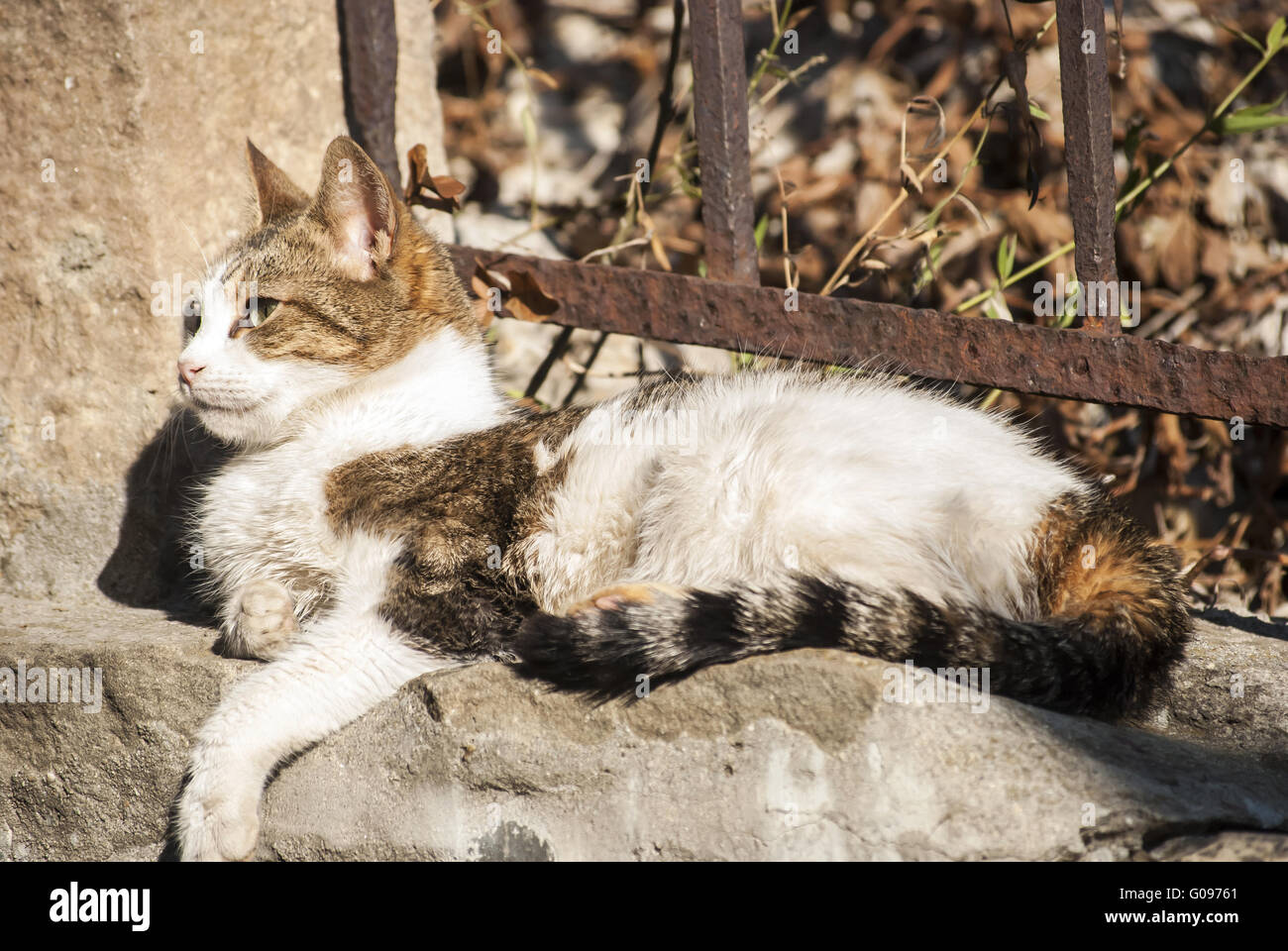 Domestic cat colorful not illustration hi-res stock photography and ...