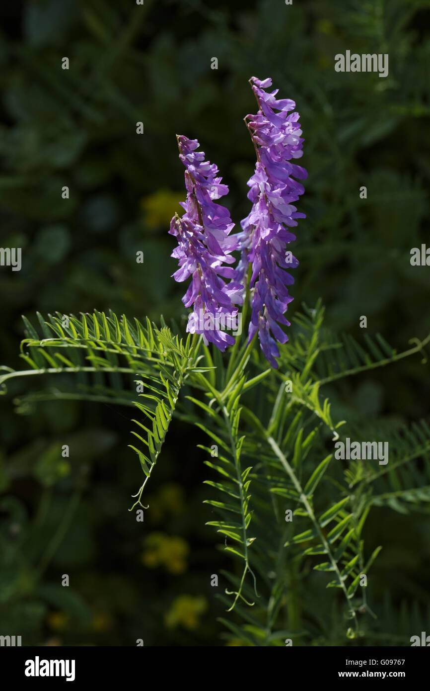 Vicia cracca, Tufted Vetch, Cow Vetch, Bird Vetch Stock Photo - Alamy