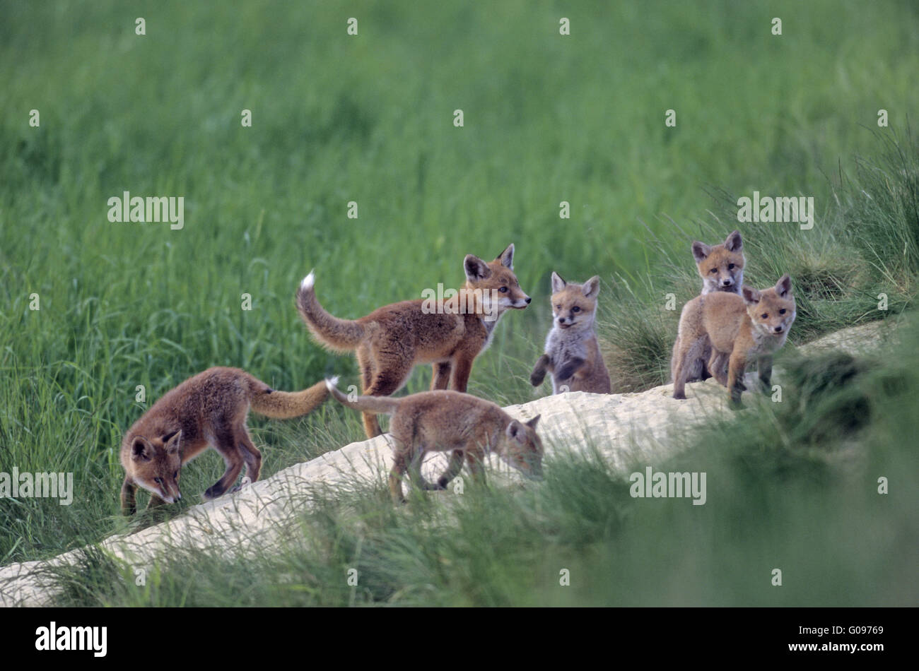 Red fox pups playing vulpes hi-res stock photography and images - Alamy