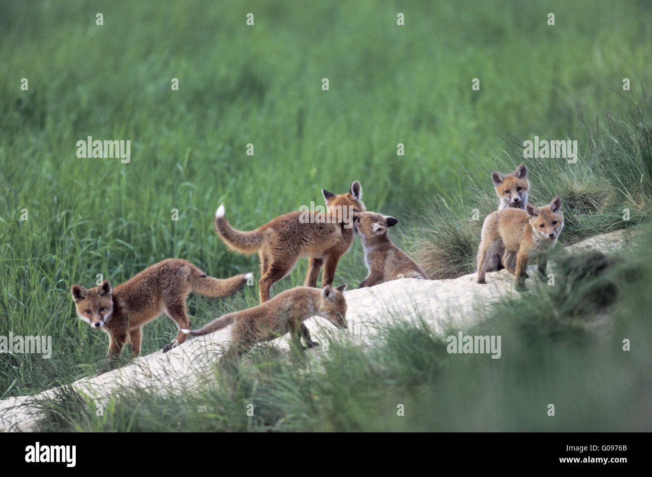 Animal den animals animal burrows burrow canoidea hi-res stock ...