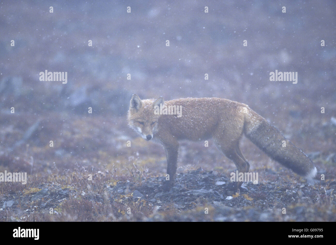 Red fox cross fox color hi-res stock photography and images - Alamy