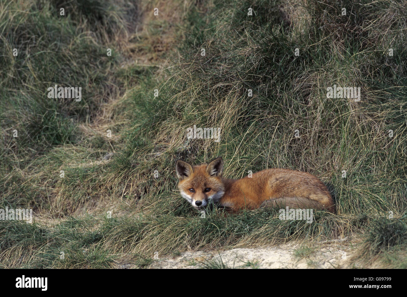 Ly kit hi-res stock photography and images - Alamy