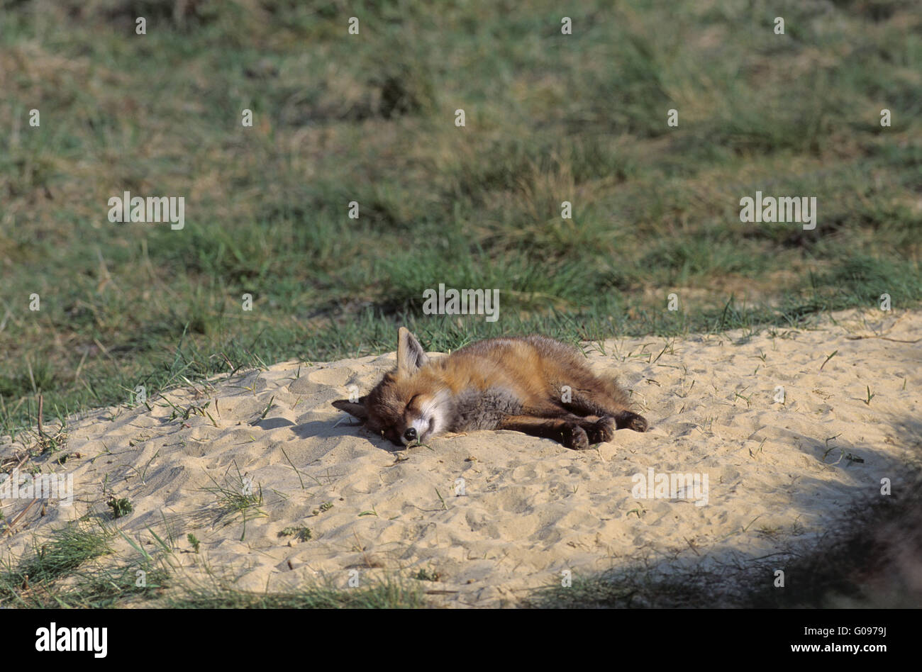 Fox´s burrow hi-res stock photography and images - Alamy