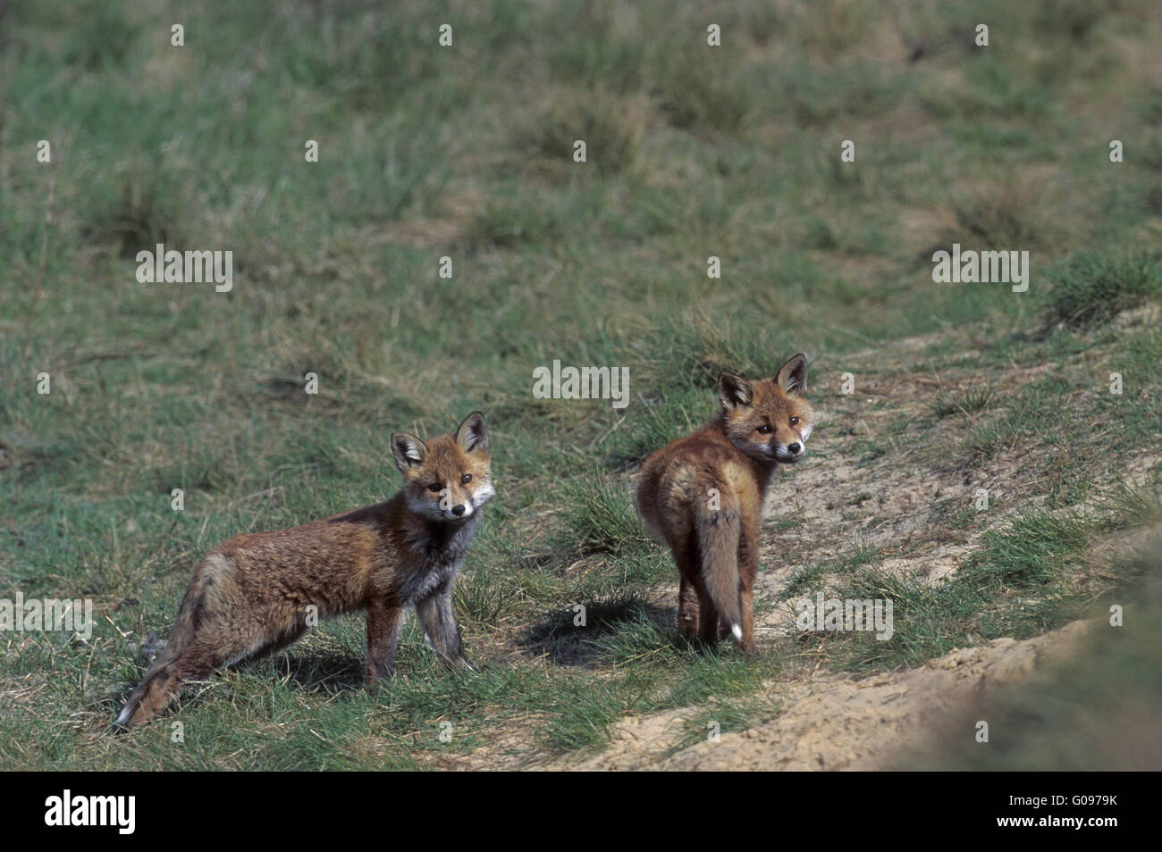 Red Fox kits observing intently the photographer Stock Photo - Alamy