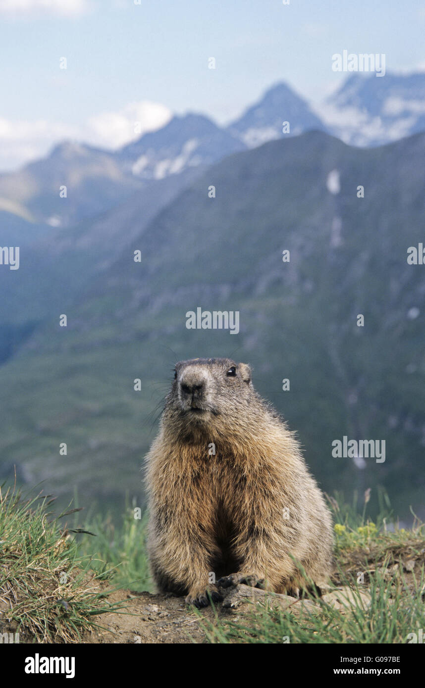 Young Alpine Marmot in front of the Alps Stock Photo - Alamy