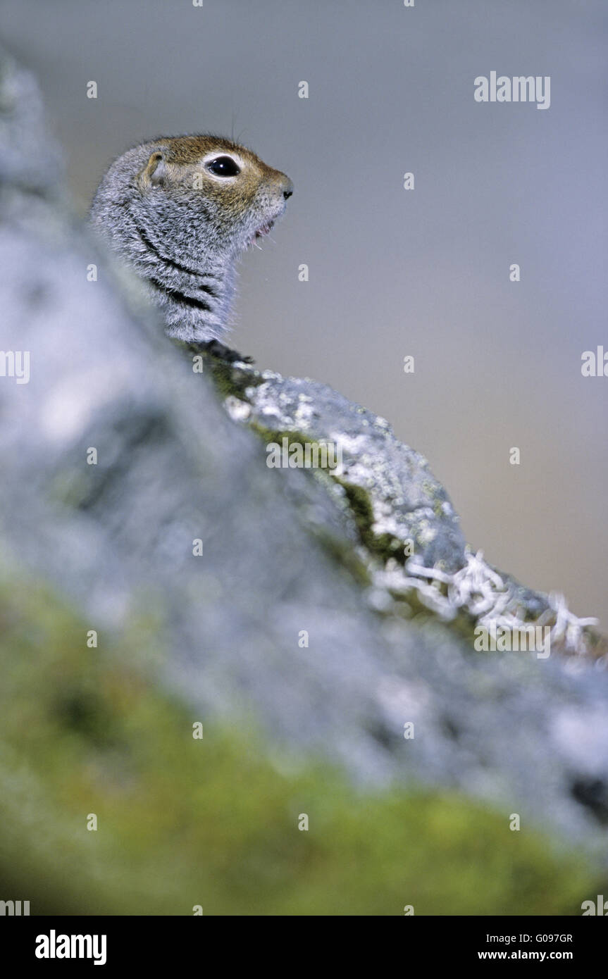 Arctic Ground Squirrel looking wakefully Stock Photo - Alamy