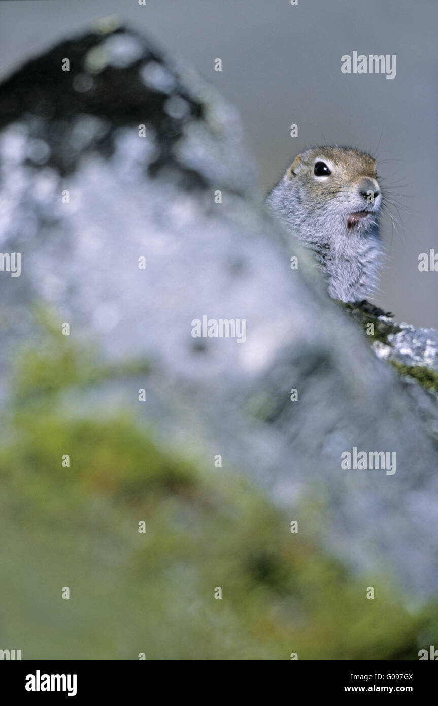 Arctic Ground Squirrel looking wakefully Stock Photo - Alamy