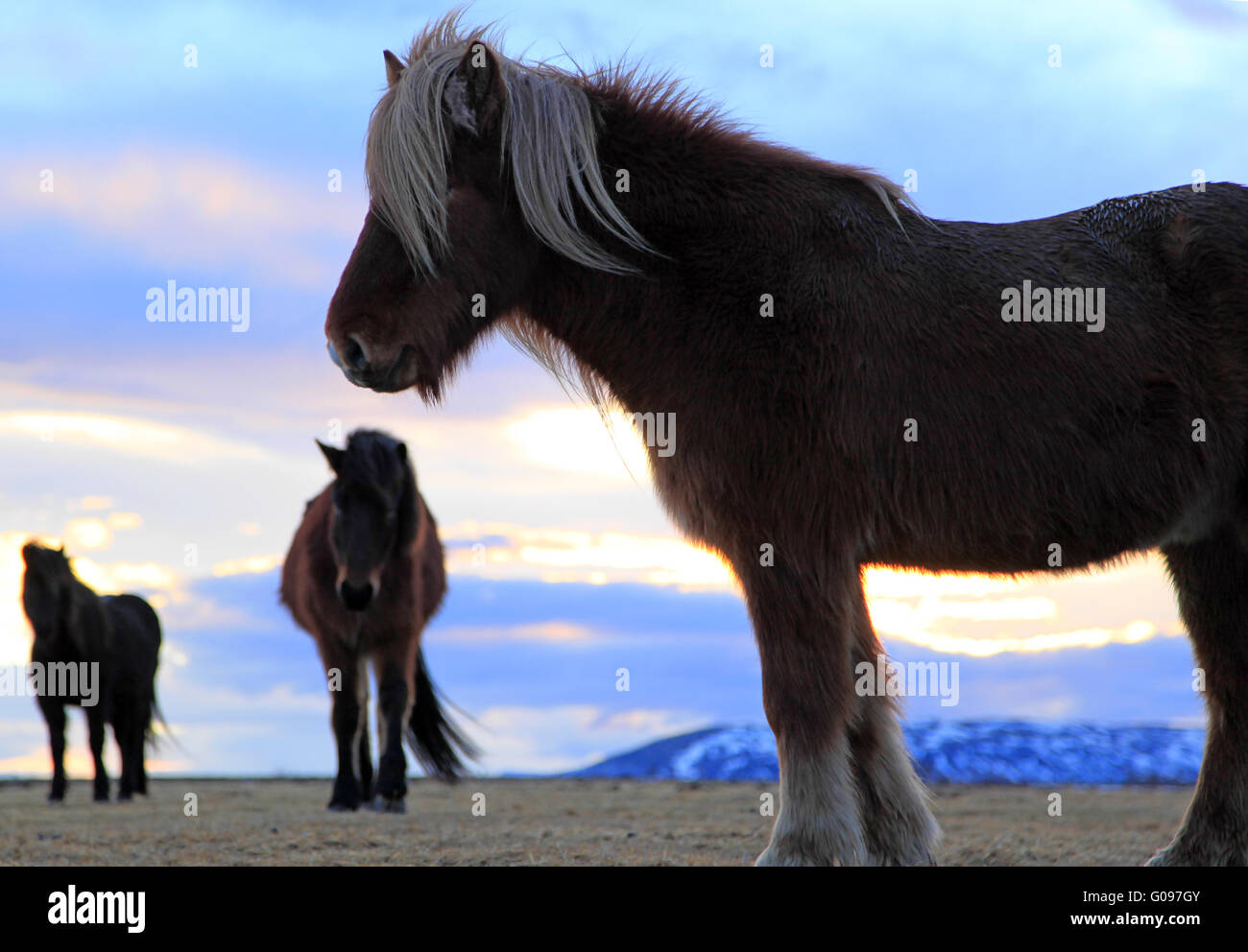 Icelandic horse flying pace hi-res stock photography and images - Alamy