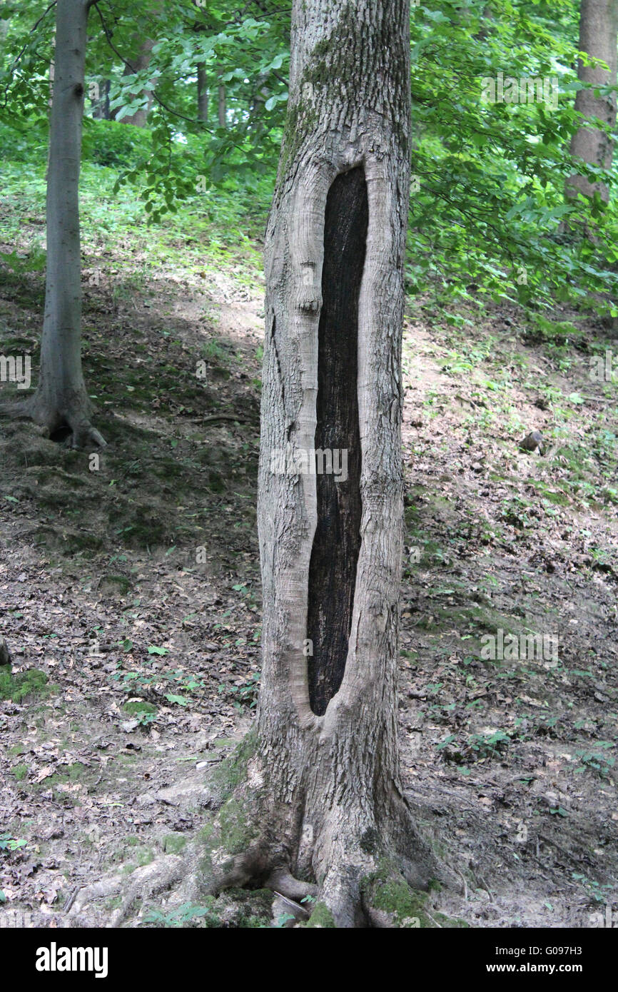 tree with big hole in the bark of the trunk Stock Photo - Alamy