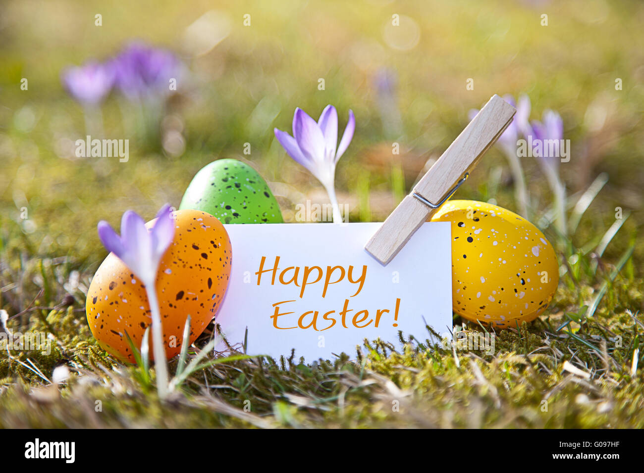 „Happy Easter!“ with easter eggs and crocus Stock Photo - Alamy