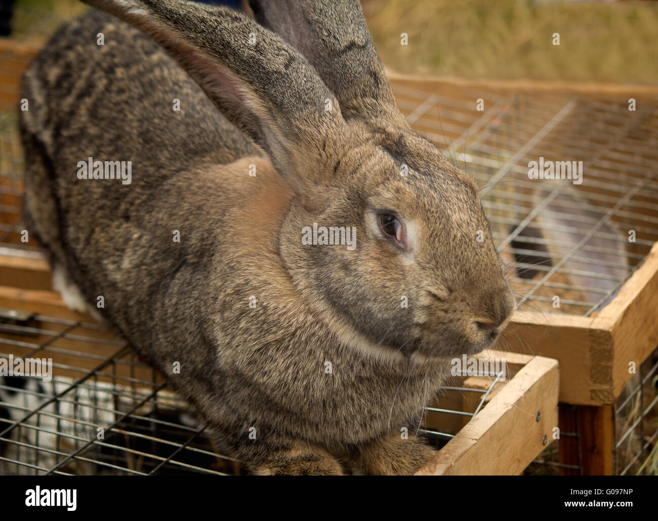 The big grey rabbit sold at the fair Stock Photo - Alamy