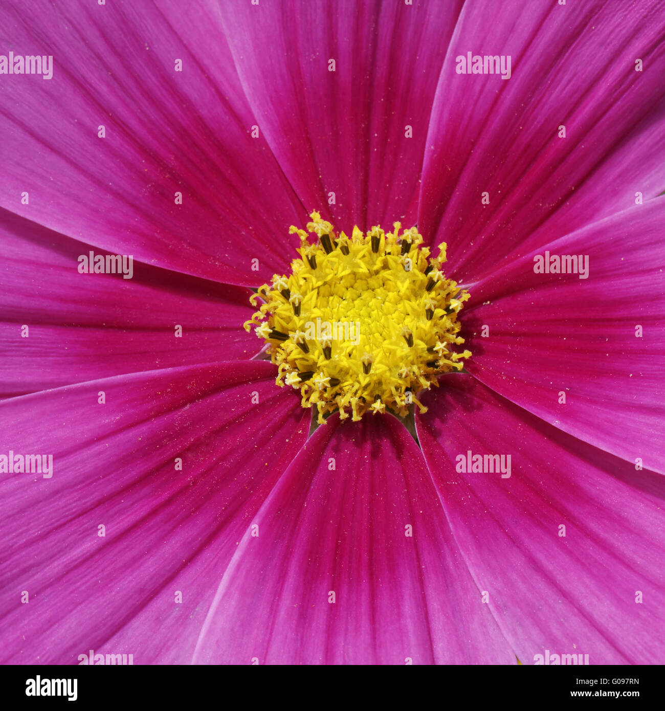 Cosmos bipinnatus, Garden Cosmos, Mexican Aster Stock Photo - Alamy