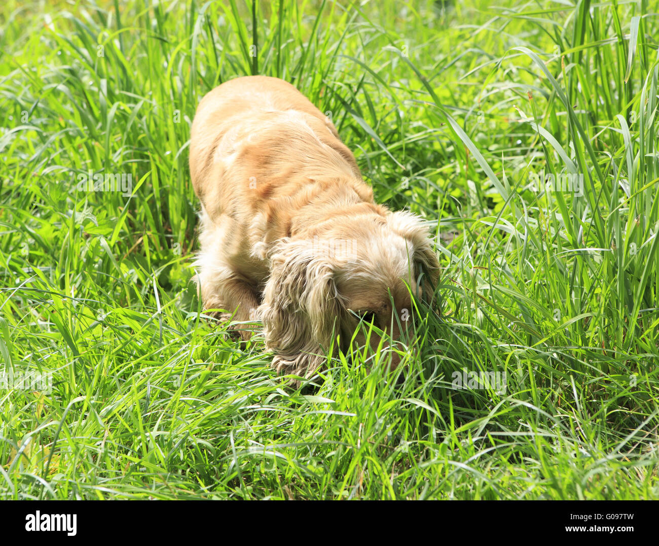 Beautiful English Cocker Spaniel hunting in green grass Stock Photo - Alamy