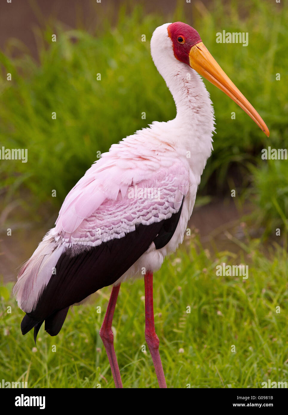 Yellow Billed Stork Stock Photo - Alamy
