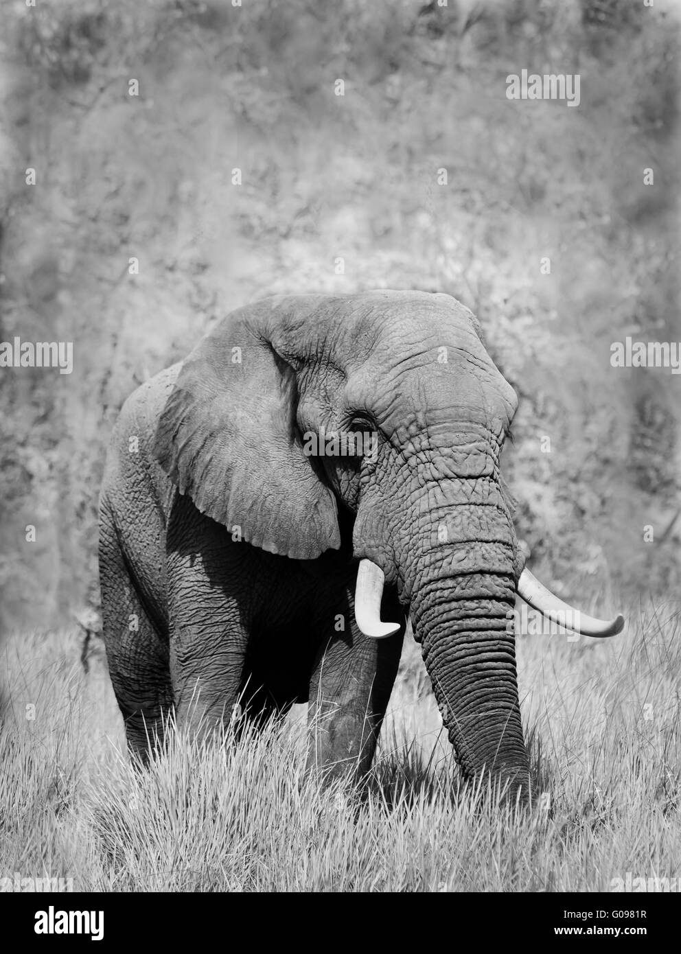 Elephant stock hi-res stock photography and images - Alamy