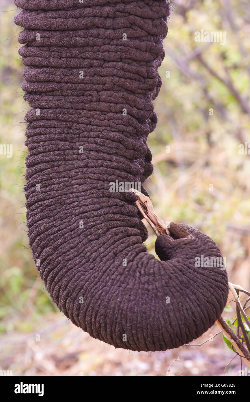 Mammal park hi-res stock photography and images - Alamy