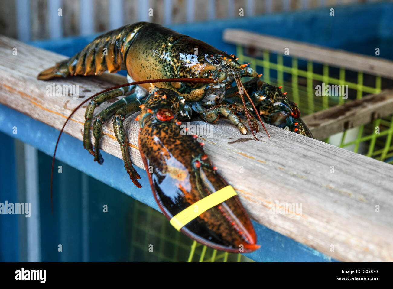 Big lobster hi-res stock photography and images - Alamy
