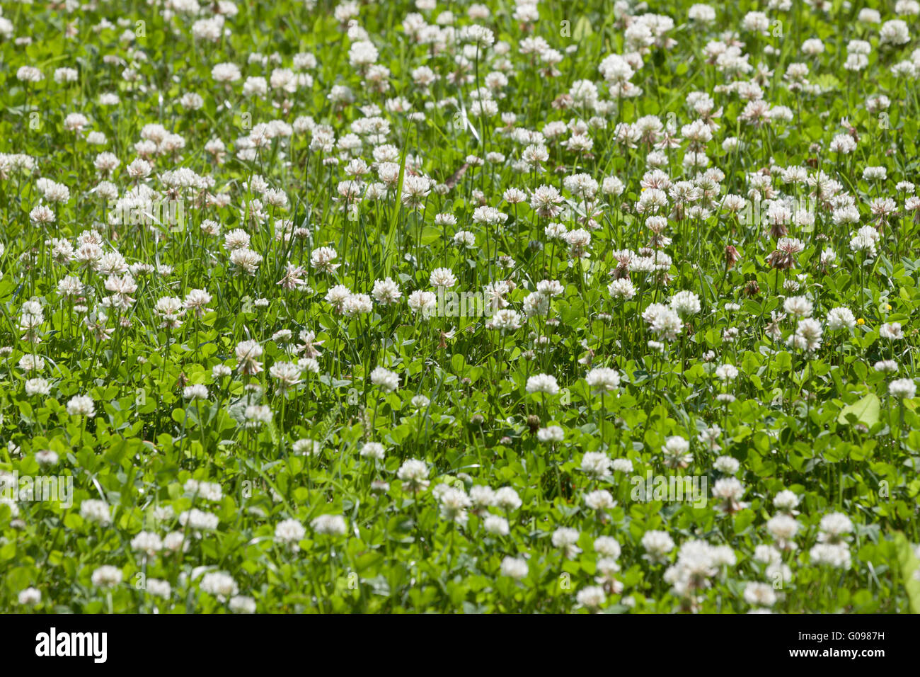 Flower leaf nature hi-res stock photography and images - Alamy