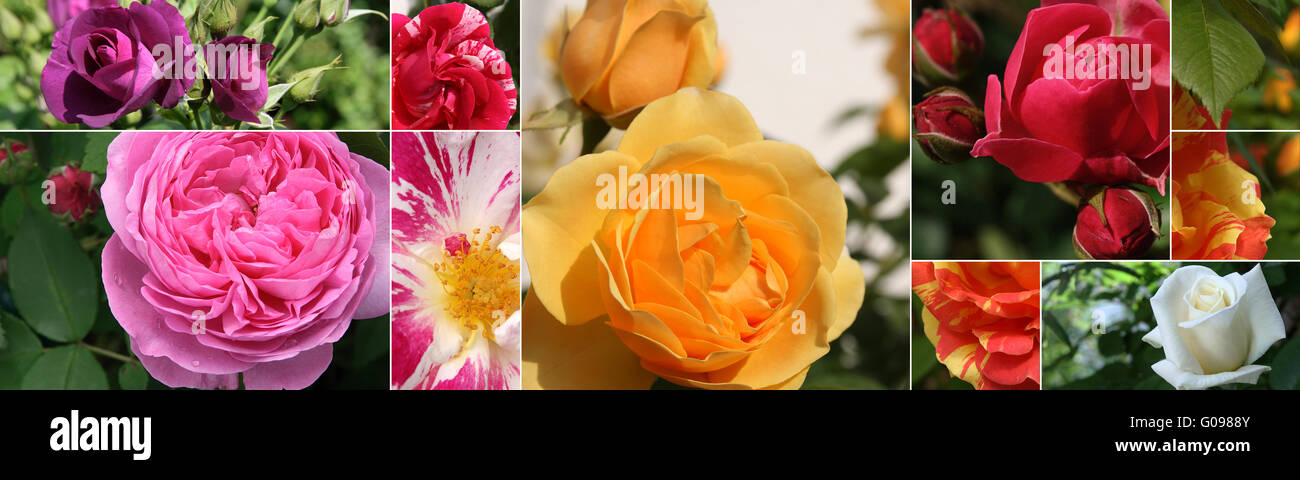 Lila collage hi-res stock photography and images - Alamy