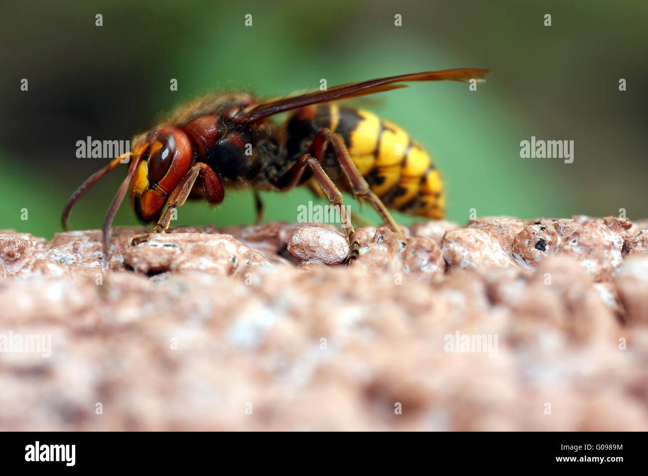 Hornet animal hi-res stock photography and images - Alamy