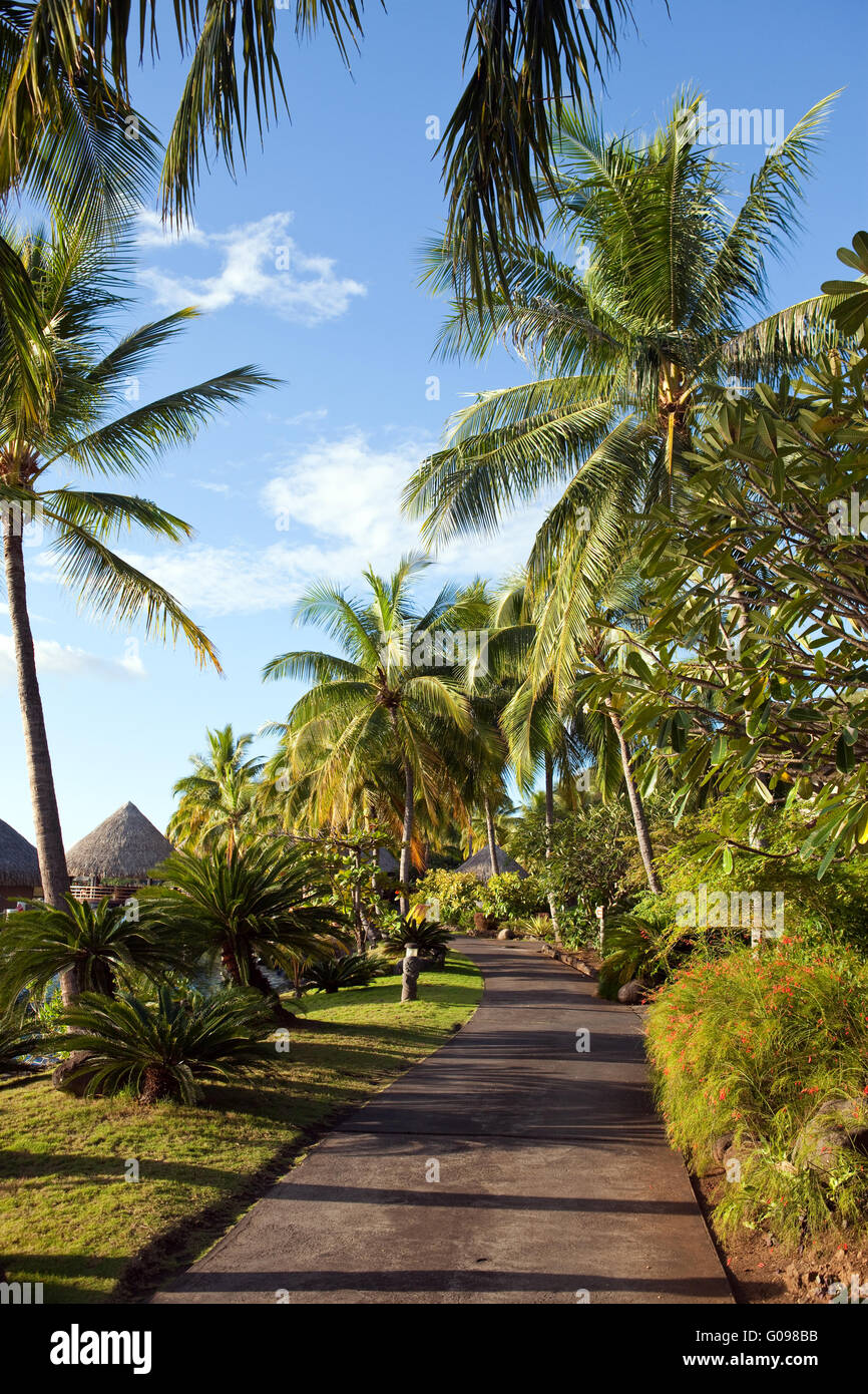 Footpath to the sea among tropical vegetation Stock Photo - Alamy