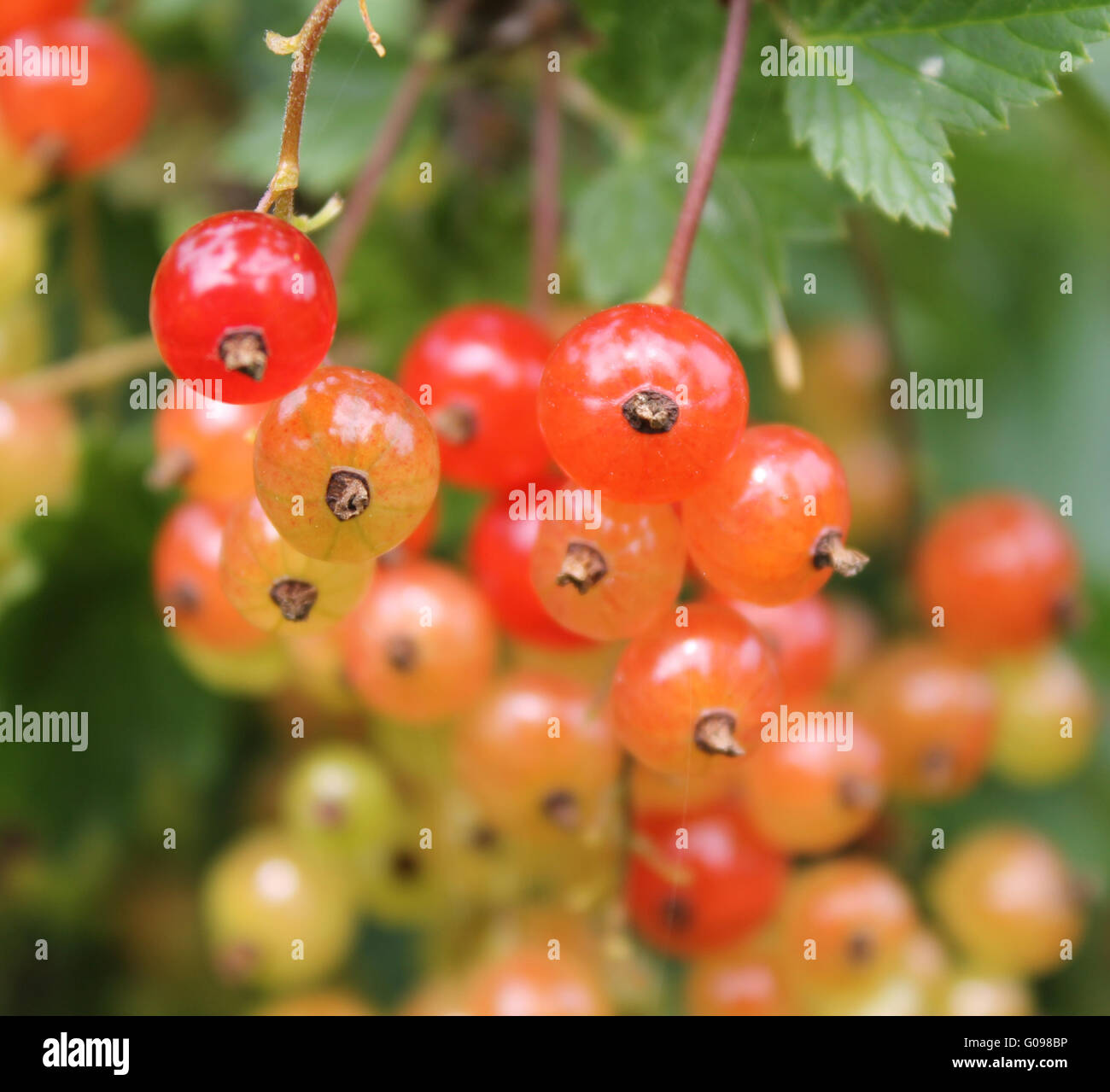Healthy berries in garden hi-res stock photography and images - Alamy