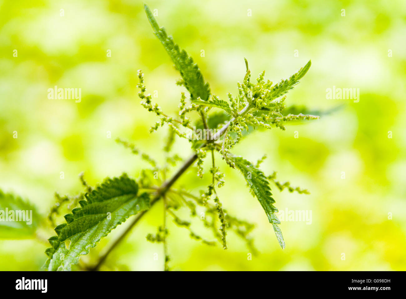 Stinging needle hi-res stock photography and images - Alamy